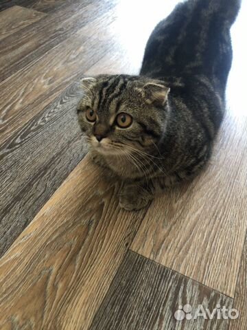 Шотландская ищет кота на вязку