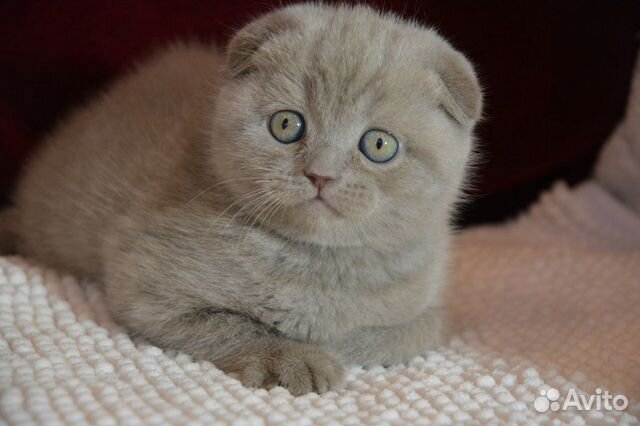 Лиловый вислоухий котик