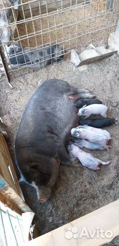 Продам или обменяю вьетнамских поросят
