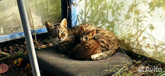 Котята-сиротки