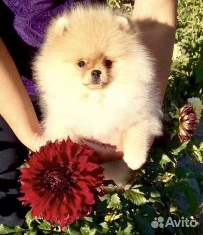 Шпиц девочка светлый оранж