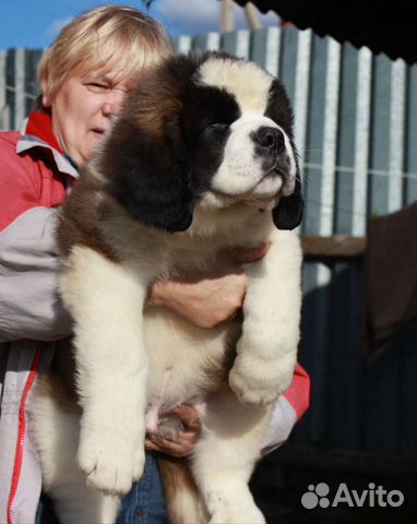 Сенбернар Шикарные Щенки