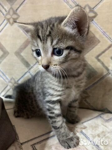 Котёнок (кот), 29 сентября 1 мес