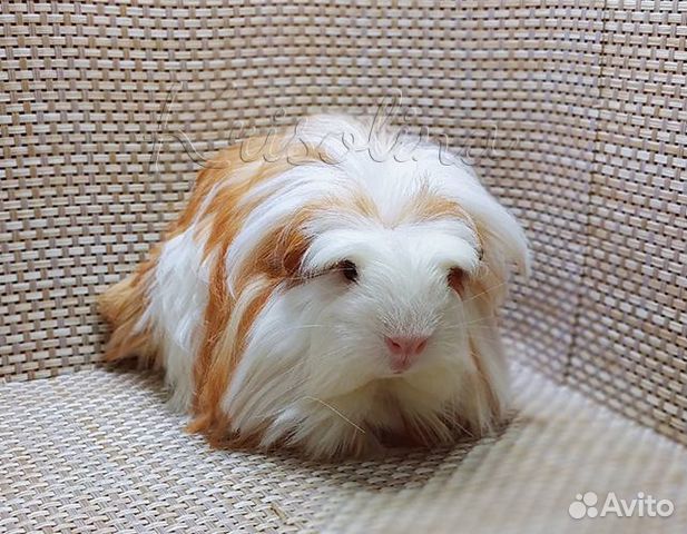 Морская свинка коронет самка 2 мес