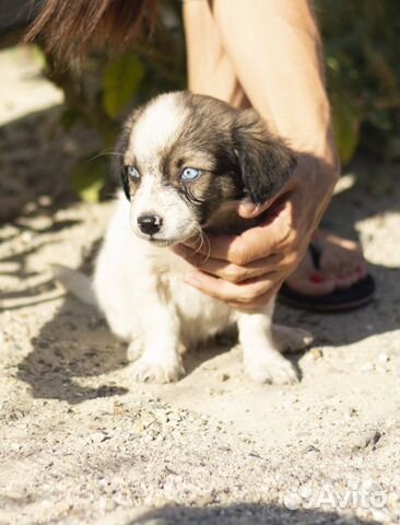 Ищет дом щенок мелкой Собачки Лютик