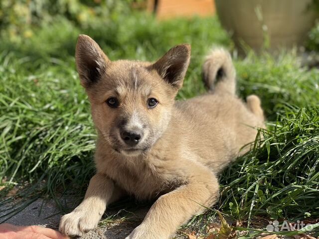 Щенок хаски Джекки ищет дом