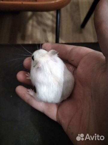 Джунгарскии хомячата