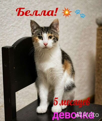 Котёнок Белла