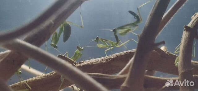 Богомолы sphodromantis viridis