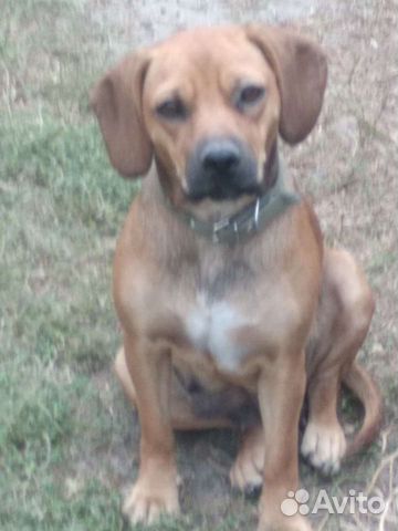 Щенки бигль -спаниель