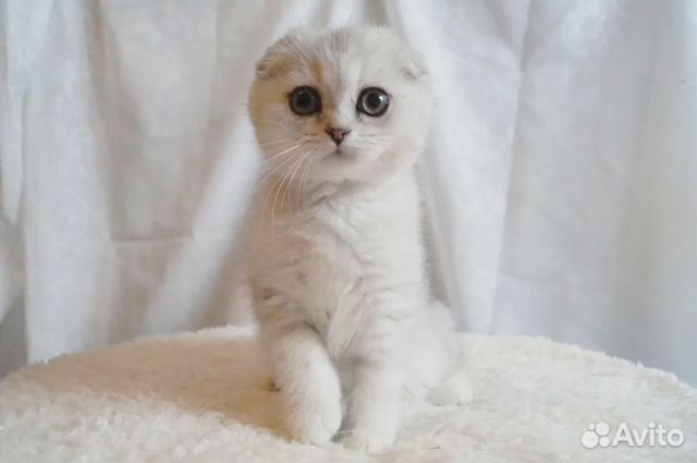 Снеговички