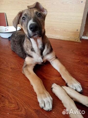 Крупный щенок Марта ищет семью