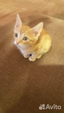 Котенок-потеряшка потрясающего рыжего цвета