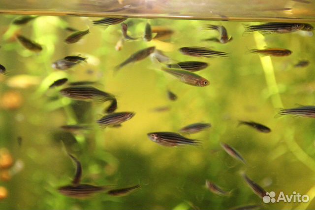 Данио Рерио Гло