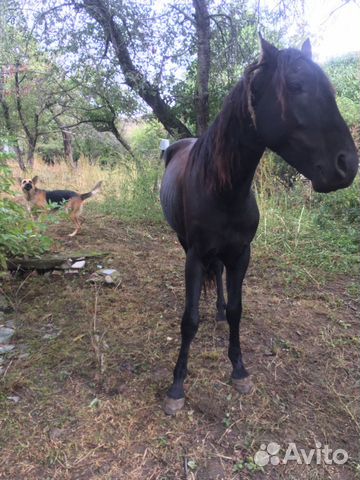 Лошадь хорошая