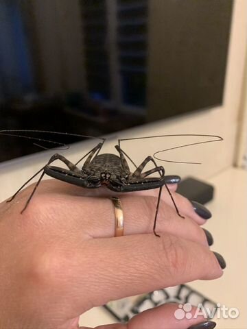 Фрин Damon variegatus