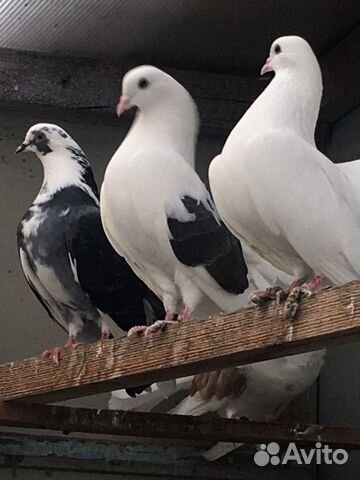 Птицы, Голуби