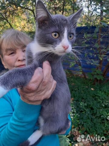 Котенок (мальчик, 3 месяца) в дар