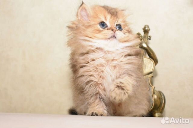 Шотландский длинношерстный котёнок