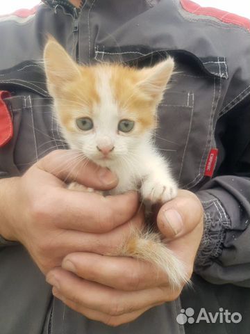 Котята породы Турецкая ангора