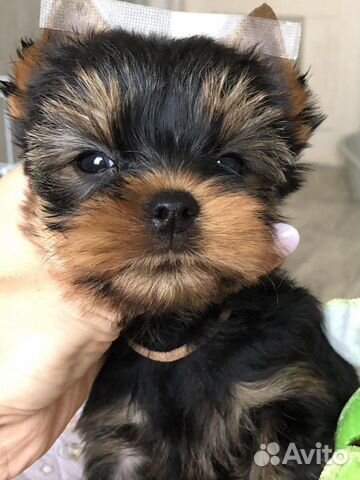 Йорк-очаровашка