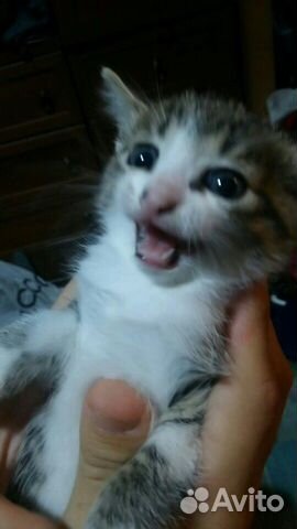 Котёнок Барсик