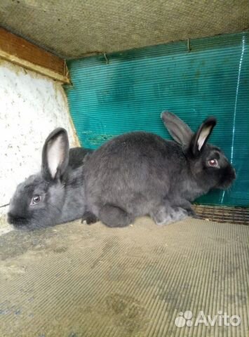Продаются кролики