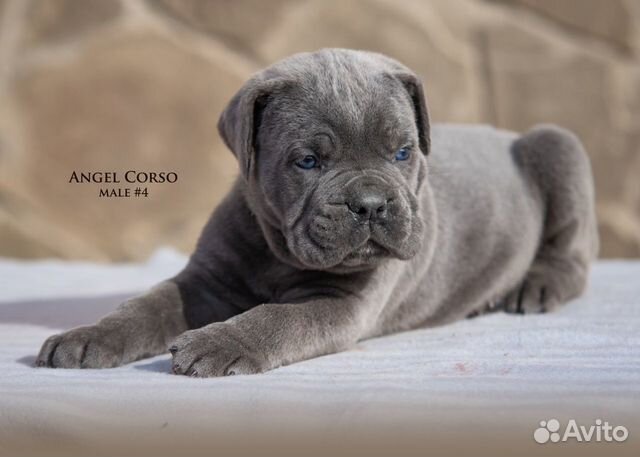 Кане Корсо - мощь, красота и грация