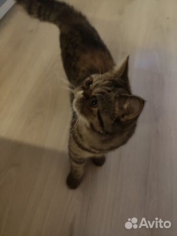 Кошечка-подросток