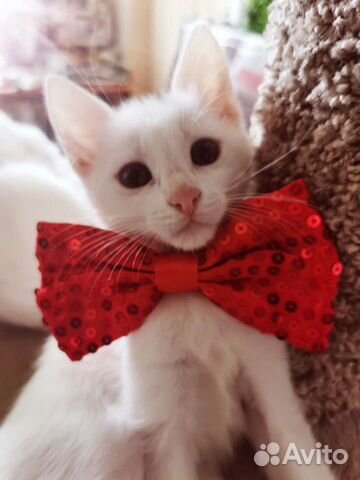 Котенок