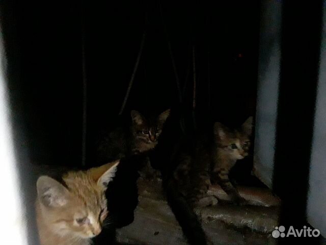 Котята ищут ответственного хозяина