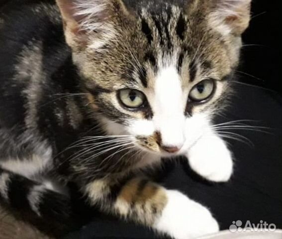 Мега ласковый (есть видео) котенок