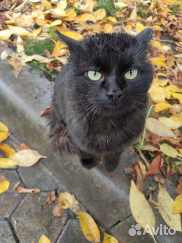 Отдам котика в добые руки