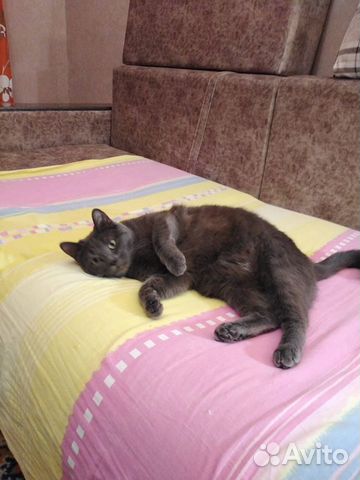 Красивый кот, 3 года