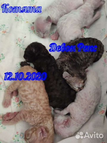 Котята Девон Рекс