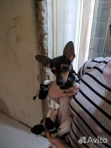 Американский Той-терьер в добрые руки