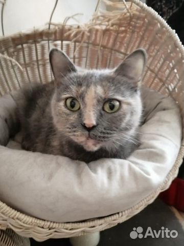 Кошечка Кнопа