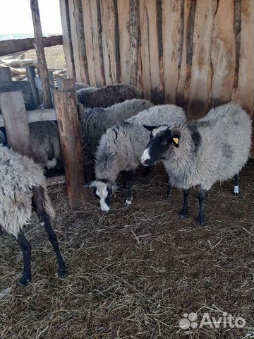 Овцы романовской породы