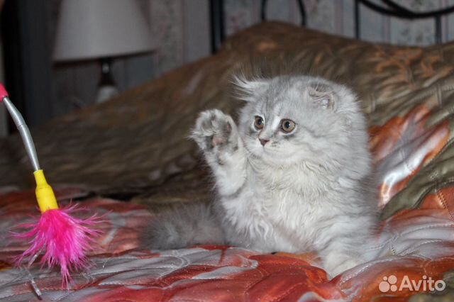 Девочка Хайленд фолд