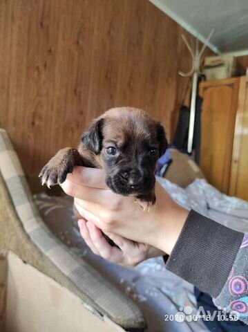 Отдадим щенков немецкого боксёра