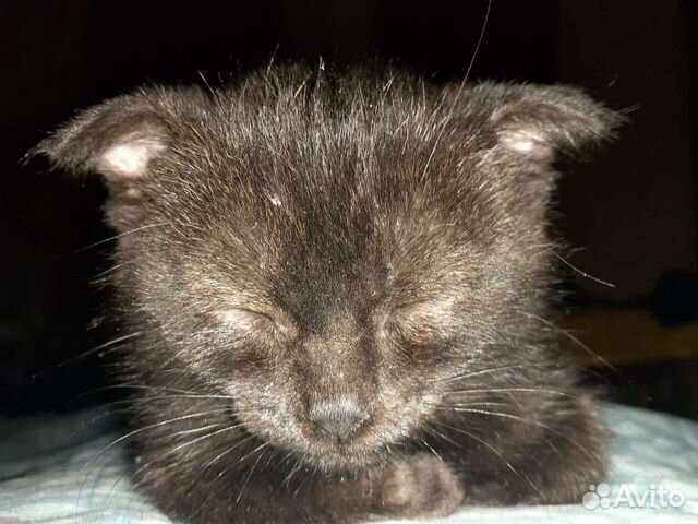 Отдам котенка вислоухий черный 3 месяца, к туалету