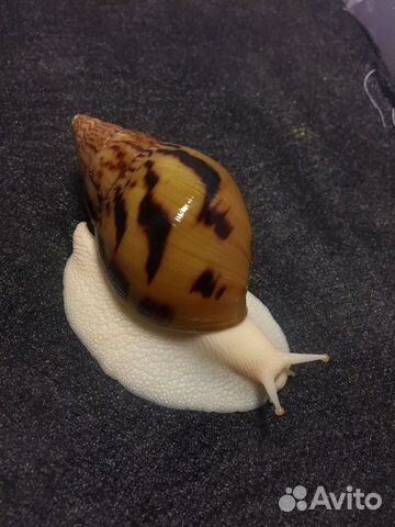 Африканская улитка