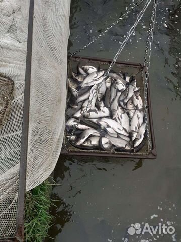 Рыбопосадочный материал