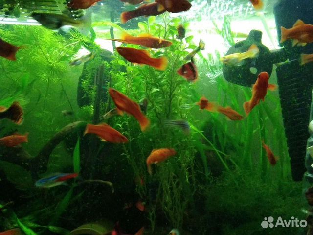 Аквариумные рыбки