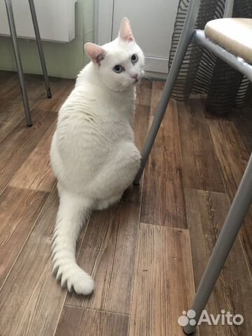 Продается породистый Турецкий Ван