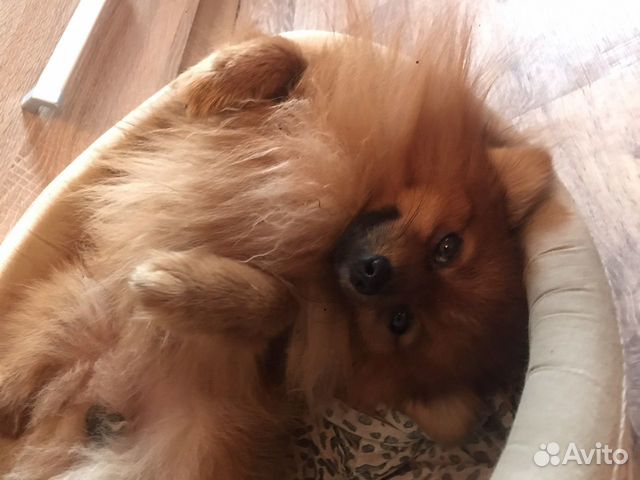 Вязка. Померанский шпиц лисьего типа