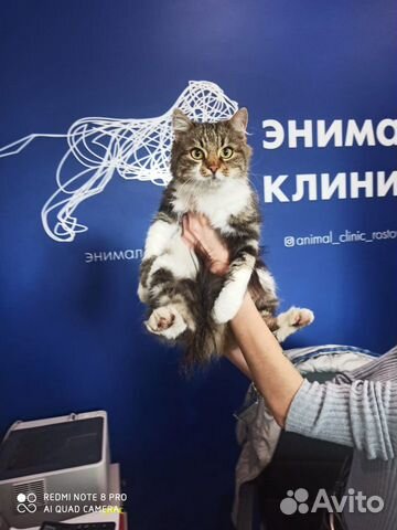 Кошка