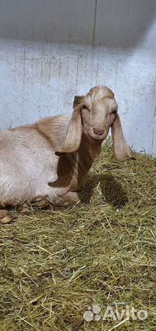 Козел нубийский