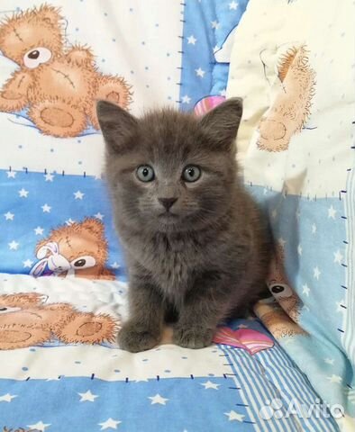 Малыш Грей в добрые руки