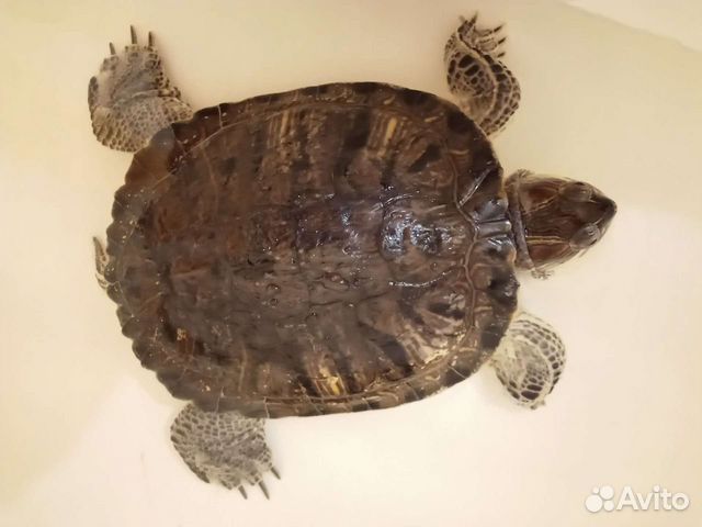 Черепаха
